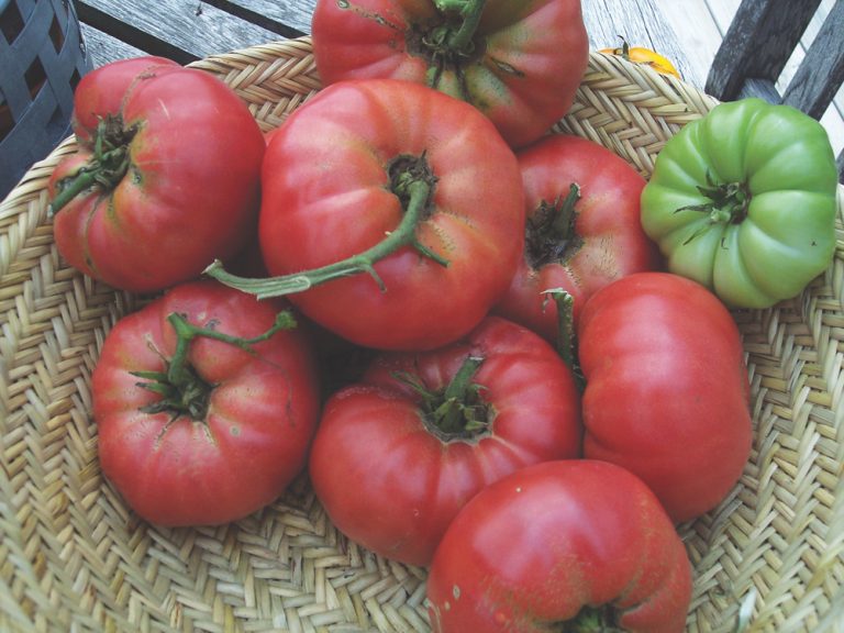 Want to grow a huge tomato? Mortgage Lifters can do the trick - Grainews