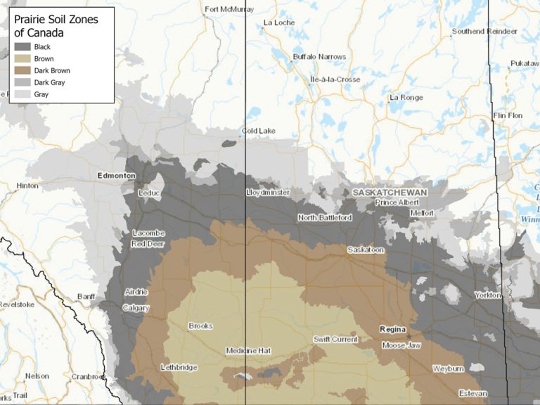 More canola in the Brown soil zone? - Grainews