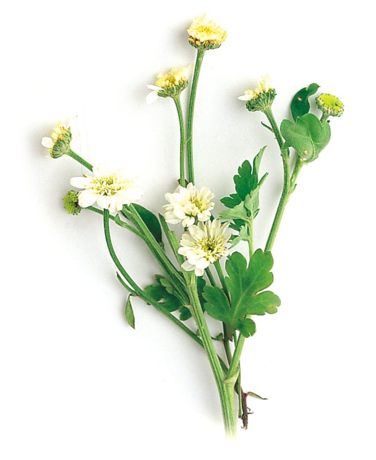 Feverfew Benefits, How to Grow Feverfew