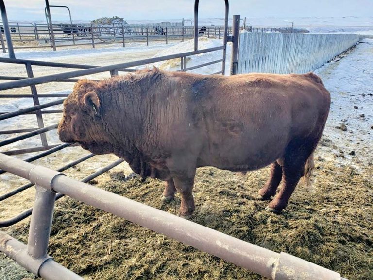 Managing the stifled cow or bull - Grainews