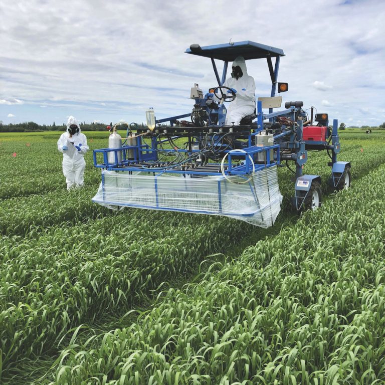 Fungicide timing for wheat leaf disease and FHB - Grainews