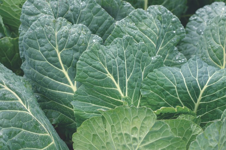 Try collards in your cabbage rolls - Grainews