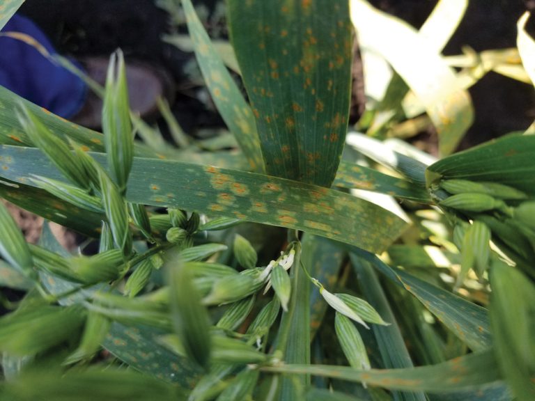 How to control crown rust in oats - Grainews