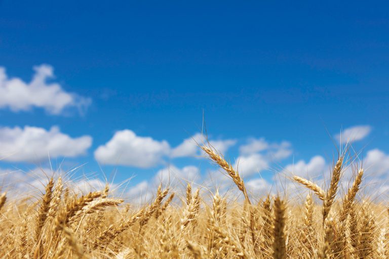 Corteva’s OnDeck offers crop rotation flexibility - Grainews