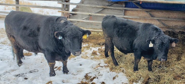 Females figure strongly in maternal bull selection - Grainews