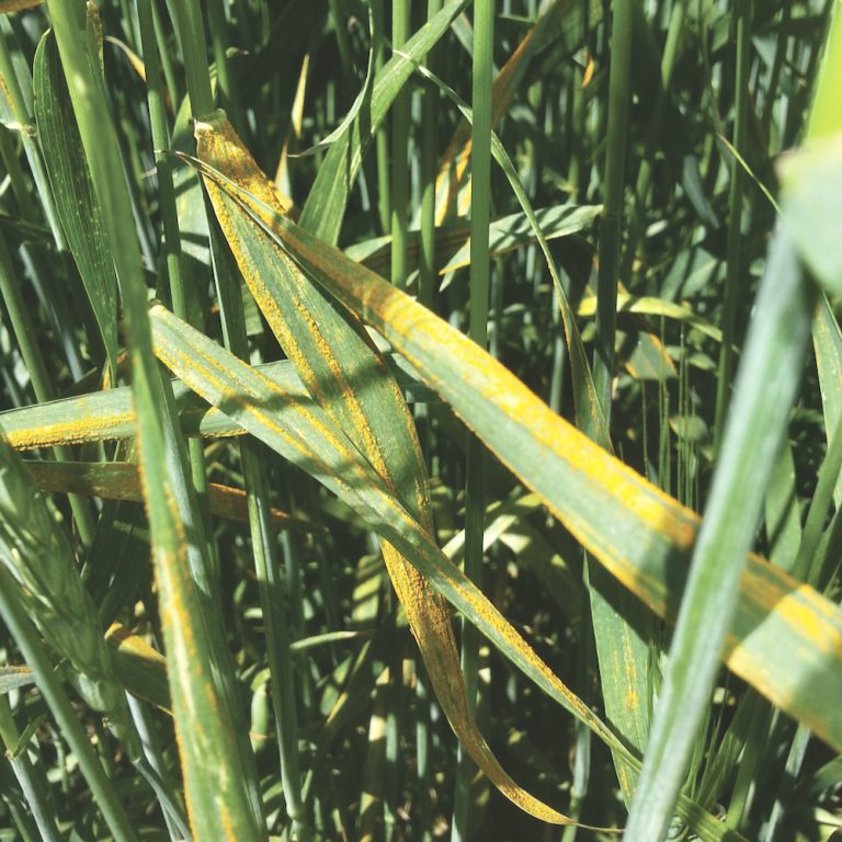 Prairie crop disease outlook for 2023 - Grainews