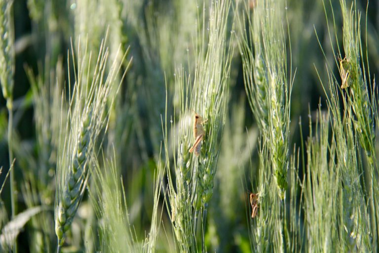 The grasshopper species that damage crops - Grainews