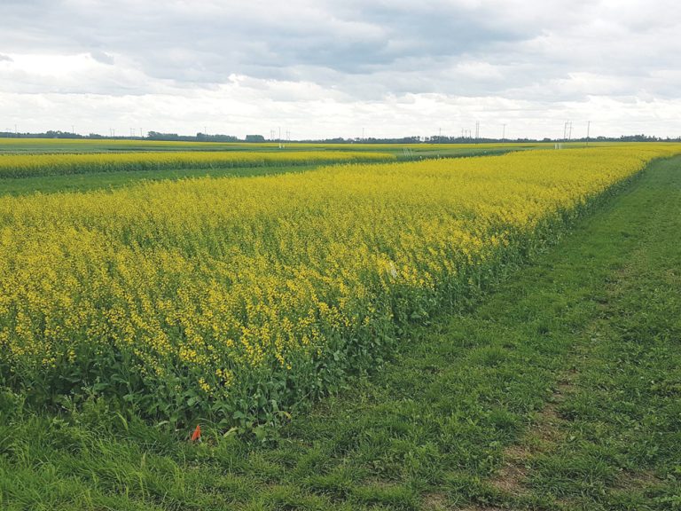 Efficacies of insecticide seed treatments on flea beetles - Grainews