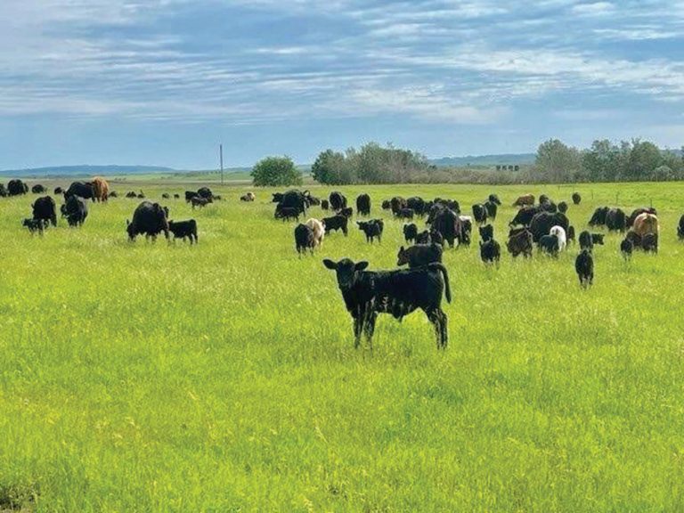 Tackling coccidiosis in young beef calves