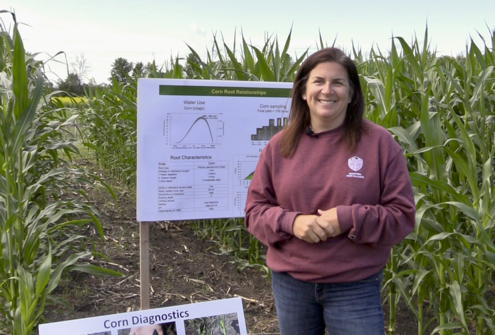 How corn responds to dry conditions - Grainews