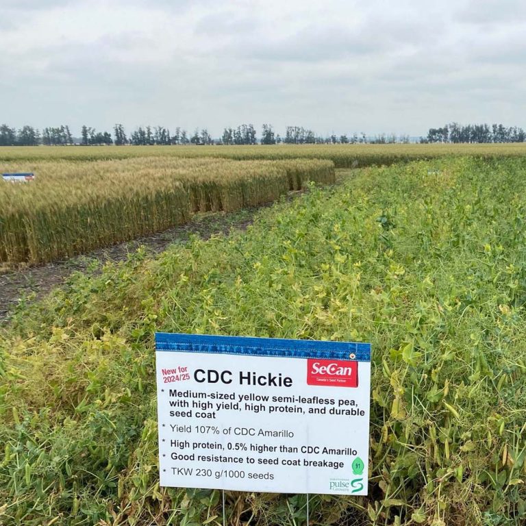 Pulse crop varieties for 2024 - Grainews