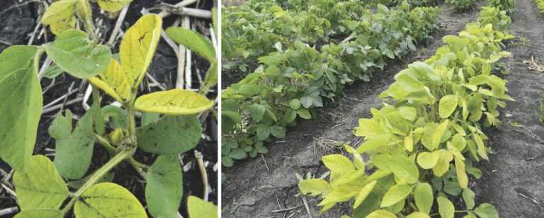 Iron deficiency chlorosis continues to affect soybean crops - Grainews