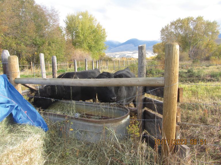 A handy inexpensive feed bunk - Grainews