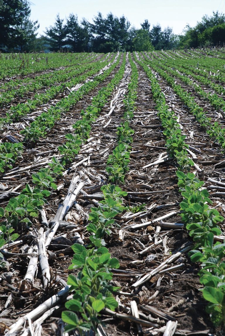 Understanding Falling Numbers in Wheat - Grainews