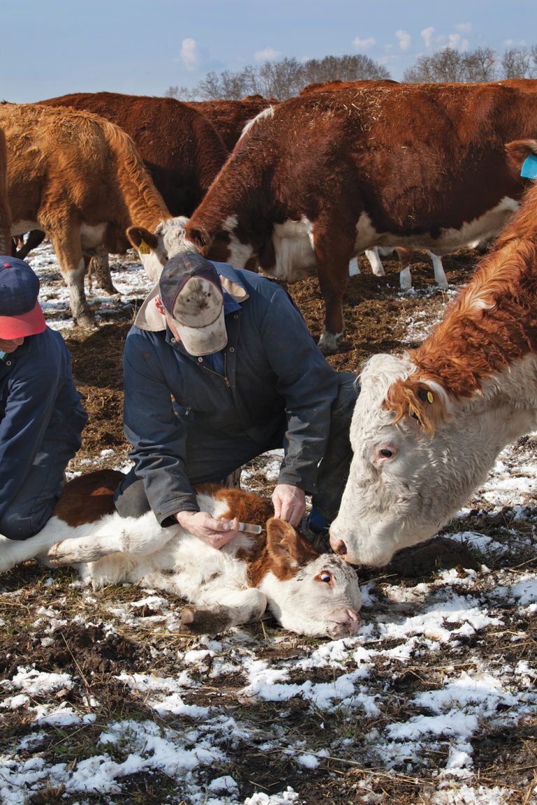 Tips for Cattle Injections: Techniques, Location & Safety