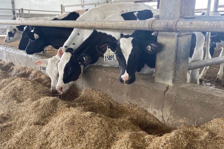 Controlling hairy heel warts in dairy cattle - Grainews