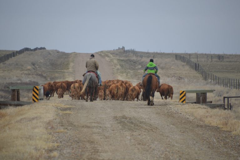 Important tips on birthing backward calves - Grainews
