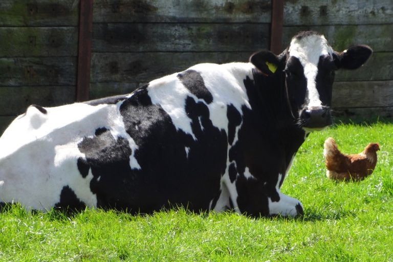 Important tips on birthing backward calves - Grainews