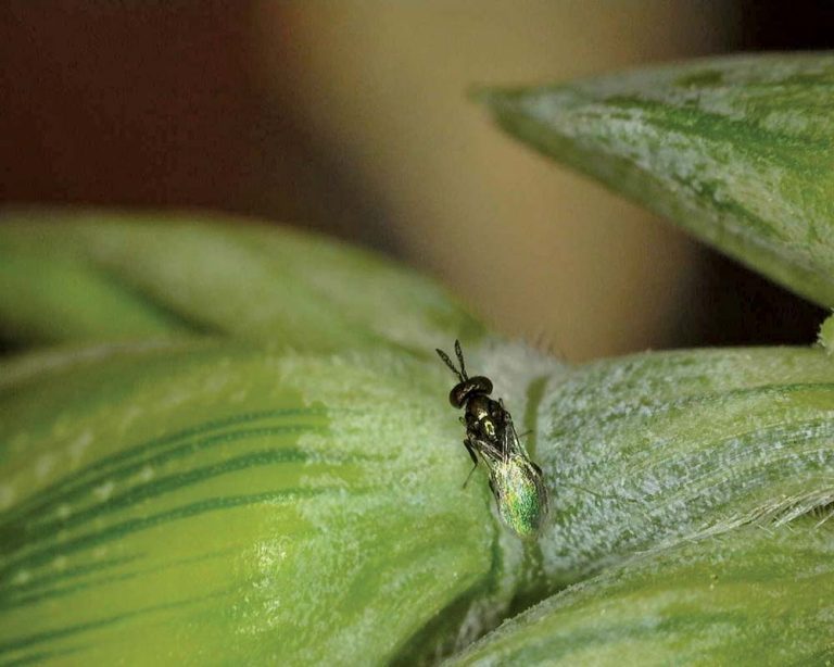 Going, not gone: Some hot spots remain for midge - Grainews