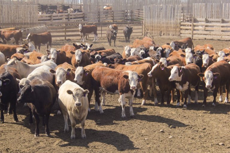 U.S. livestock: Cattle futures turn higher on packer buying ...