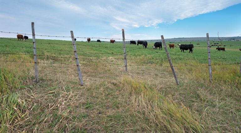 For your cattle, the best biosecurity offence is defence - Grainews