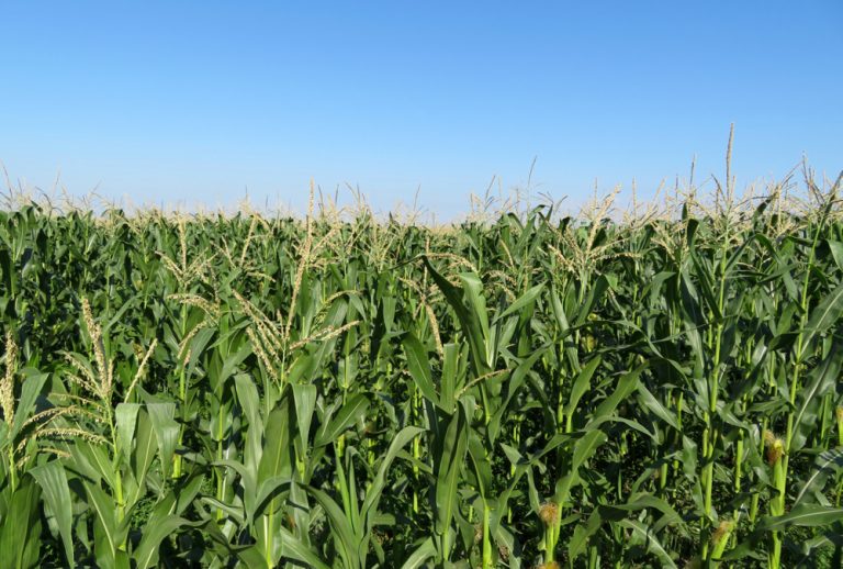Ukraine corn production seen falling this year - Grainews