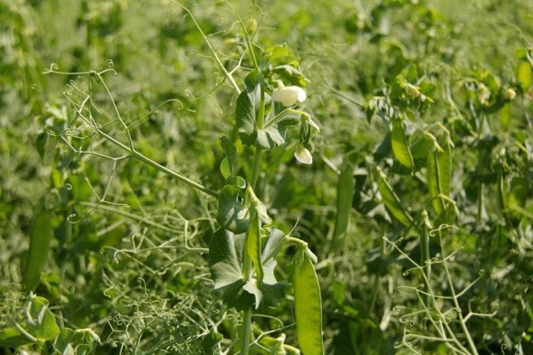 Pulse Weekly: Pea prices decline as harvest gets closer - Grainews