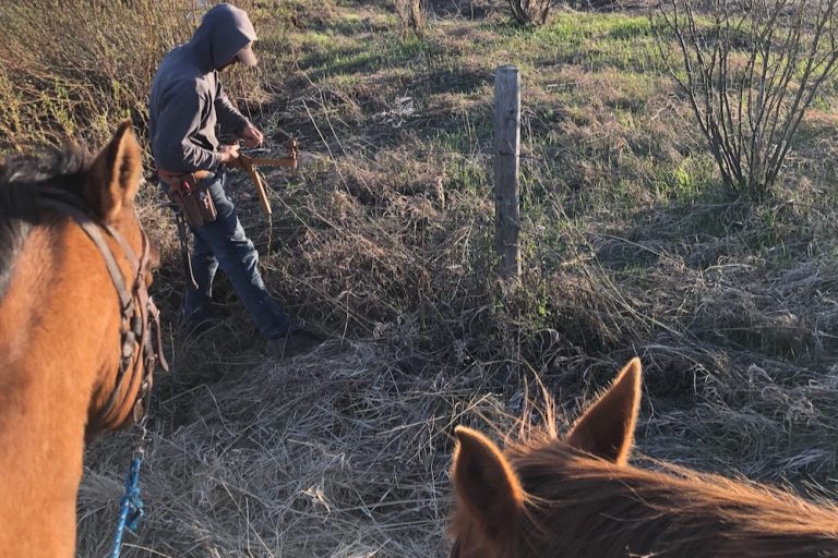 Managing the stifled cow or bull - Grainews