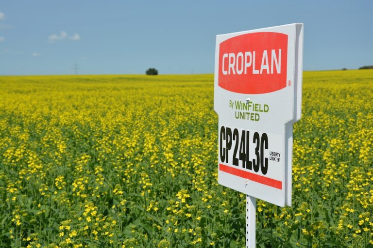 New canola hybrids for 2025 - Grainews