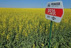 New canola hybrids for 2025 - Grainews