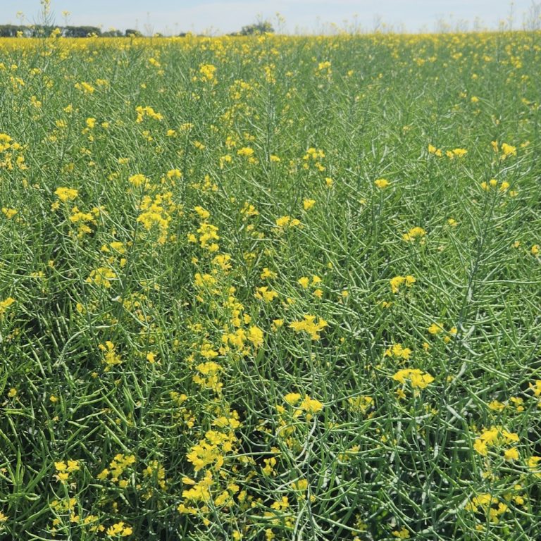 New canola hybrids for 2025 - Grainews