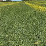 New canola hybrids for 2025 - Grainews