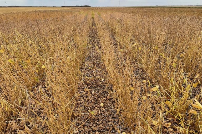 15 New Soybean Varieties for Western Canada Farmers in 2025