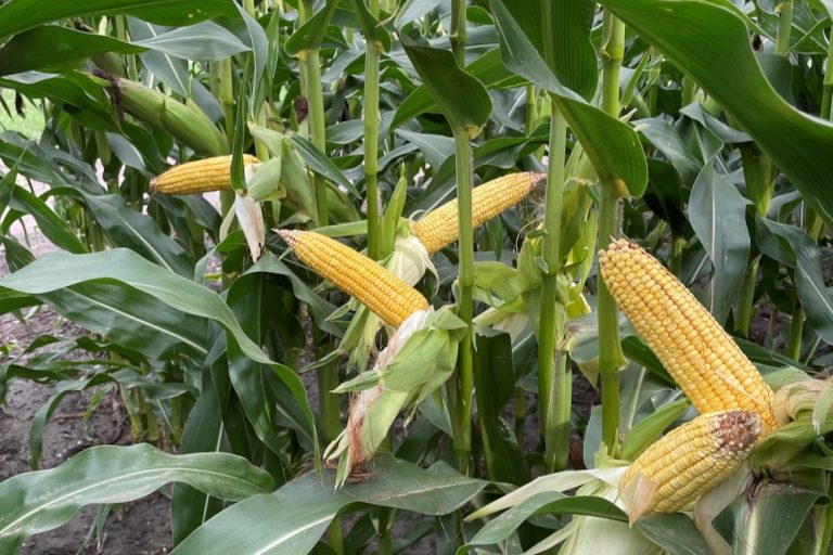 New Corn Hybrids for 2025, Corn Seed Guide