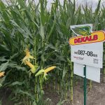 New Corn Hybrids for 2025, Corn Seed Guide