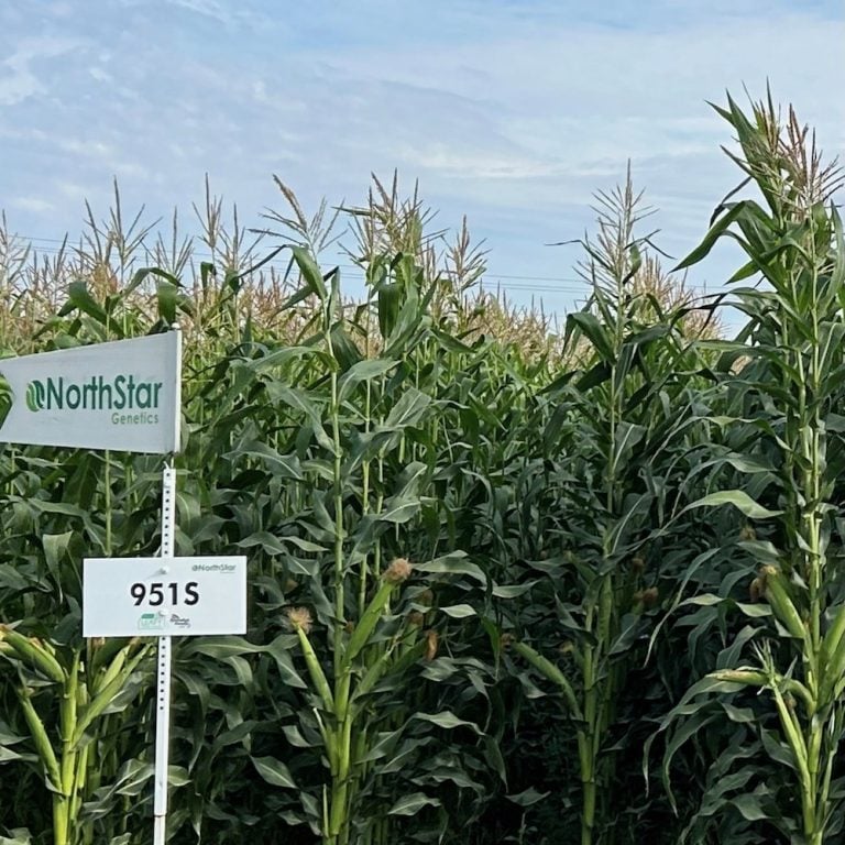 New Corn Hybrids for 2025, Corn Seed Guide
