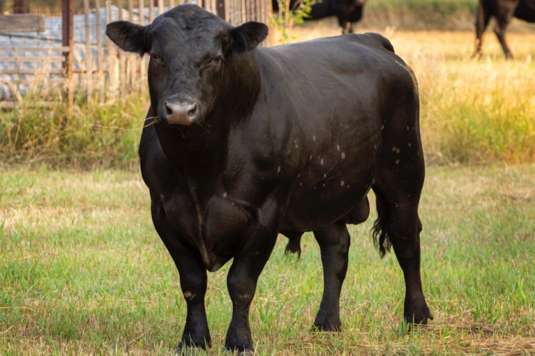 Measuring a bull's scrotal circumference