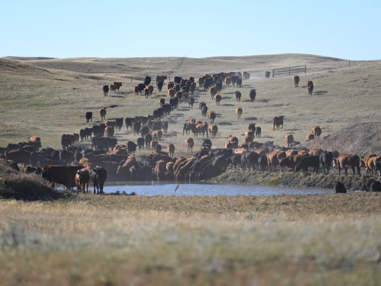 Important tips on birthing backward calves - Grainews