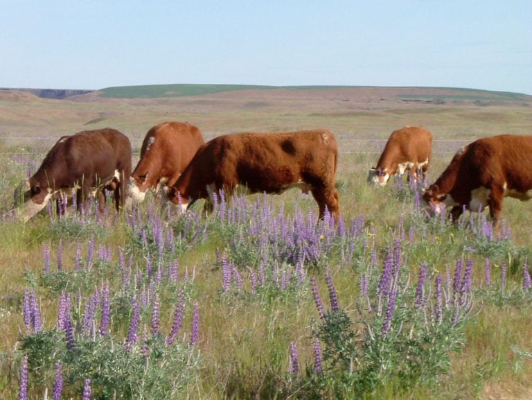 Stifle Injuries in Cattle: Diagnosis, Treatment & Management