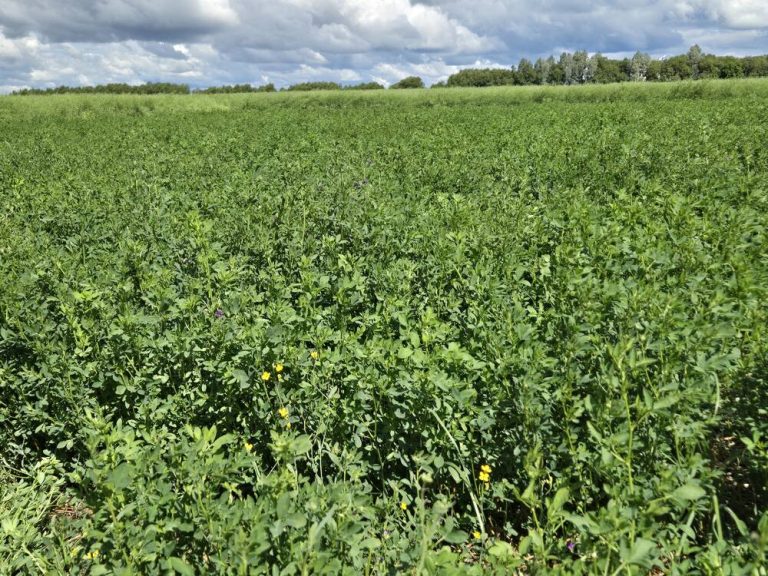 Understanding Falling Numbers in Wheat - Grainews