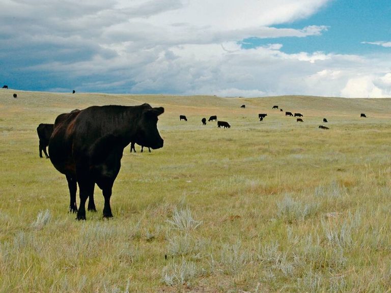 Stifle Injuries in Cattle: Diagnosis, Treatment & Management