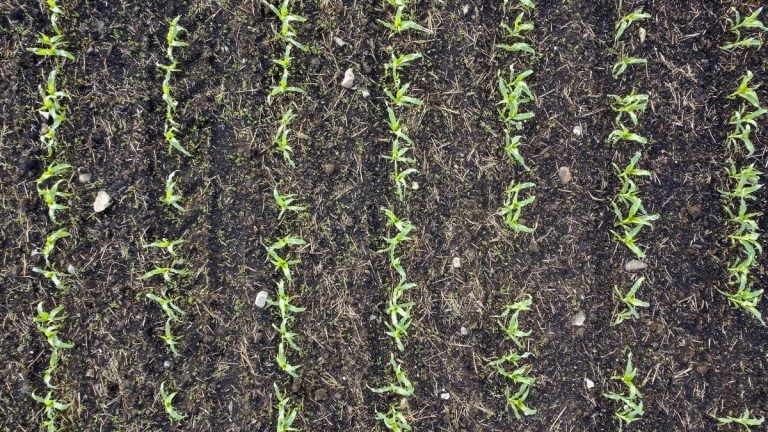 Practical Production Tips & Agricultural News - Grainews