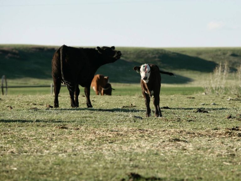 A Refresher on Calf Pulling, How & When to Pull a Calf