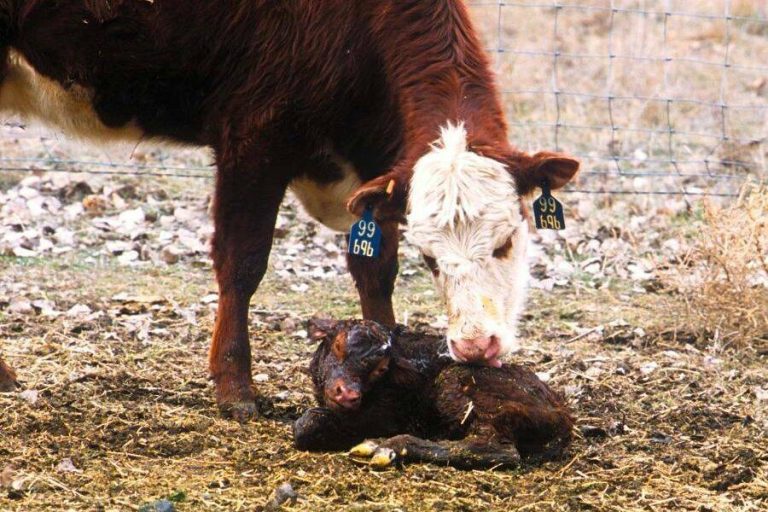 Important tips on birthing backward calves - Grainews