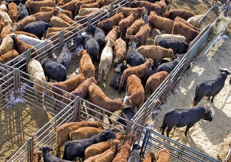 Understanding the cause and prevention of peritonitis in cattle