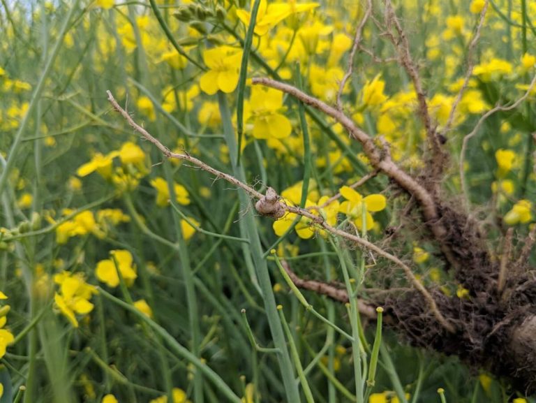 What to look for when staging canola and flax crops - Grainews