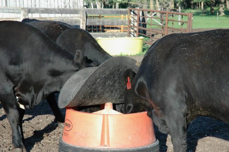 Strong beef demand supports feeder cattle prices - Grainews