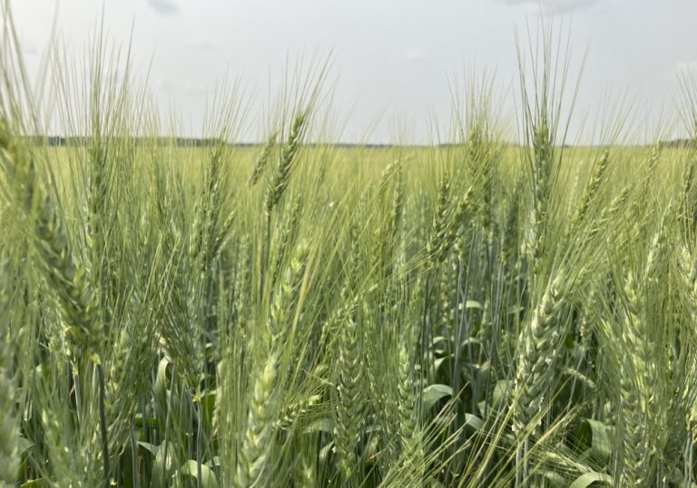 Rain aids some Saskatchewan crops - Grainews