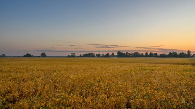 Saskatchewan Crop Report: Rains benefit some crops - Grainews