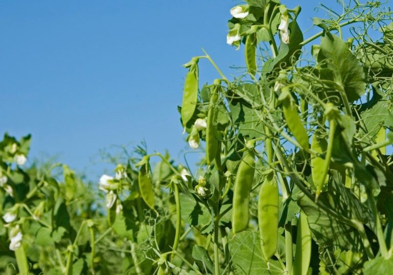 Pulse Weekly: Pea prices decline as harvest gets closer - Grainews
